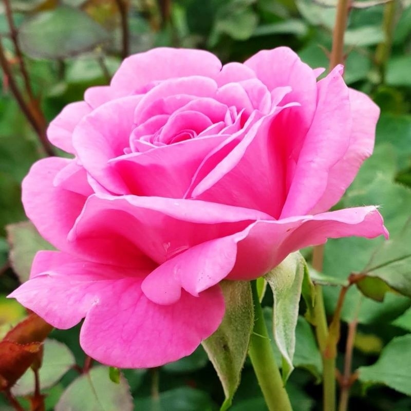Keratan Bunga Rose type21(1pcs) (free 1 atau 2 rondom keratan ros ...