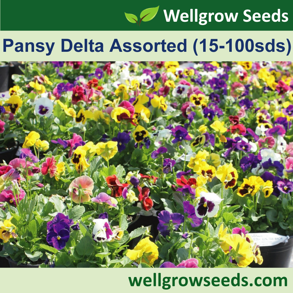 Pansy Delta Assorted (15-100sds) Flower Seeds Wellgrow Seeds | Shopee ...