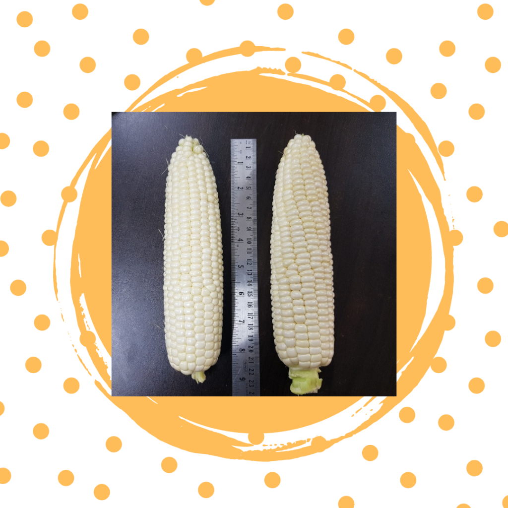 [ HG Expert ] WHITE SWEET CORN SEEDS/ BIJI BENIH JAGUNG MANIS— F1 ...
