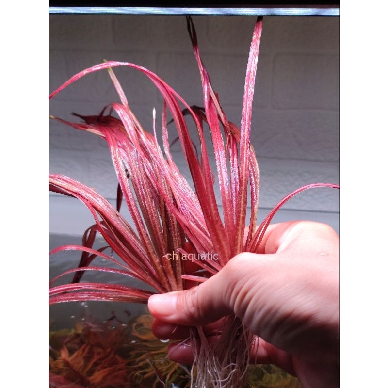 Blyxa novoguineensis (1 clump，submerged form） aquatic plants，aquarium ...