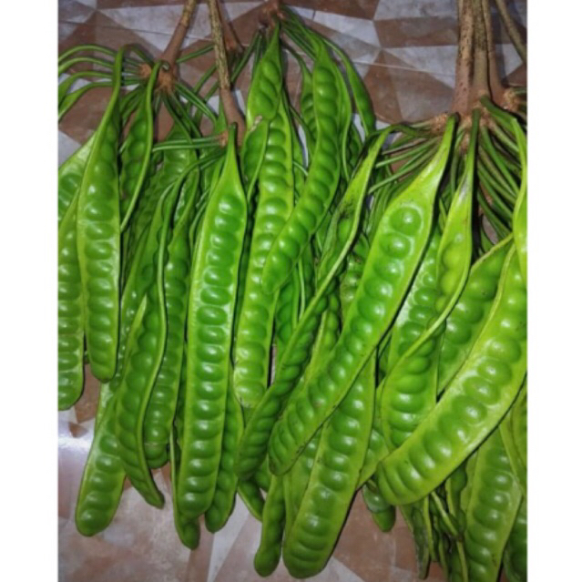 Petai Padi fresh besar | Shopee Malaysia