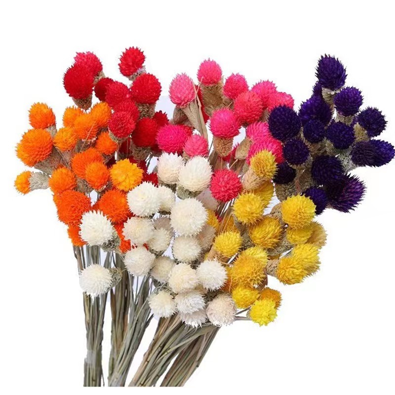 (15PCS) GLOBOSA GLOBOSE GOMPHRENA AMARANTH Bunga Butang Dry Natural ...