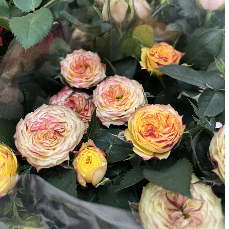 【UnclePot】Cameron Rose Pot Forever 玫瑰 (Live plants)(Denmark Branded ...