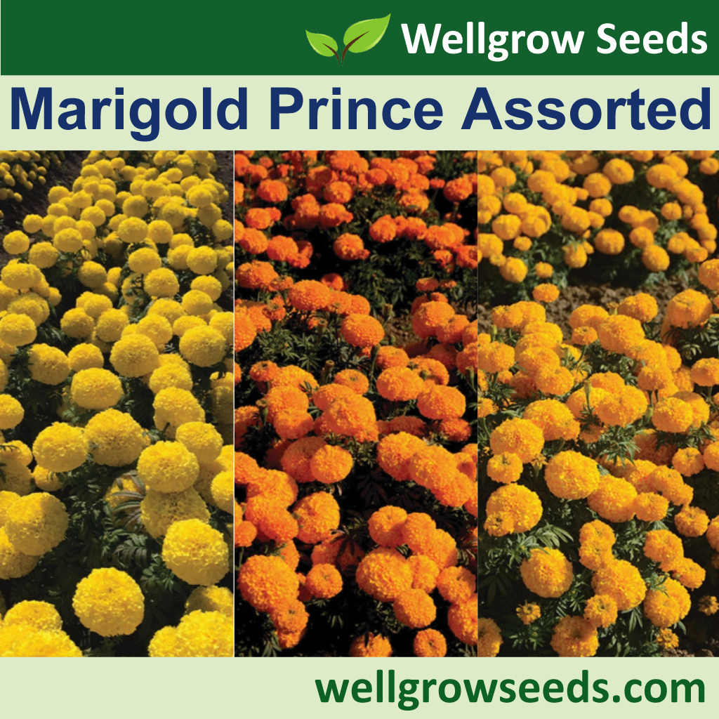 Marigold Prince Assorted 万寿菊:王子系列 African Marigold Flower Seeds ...