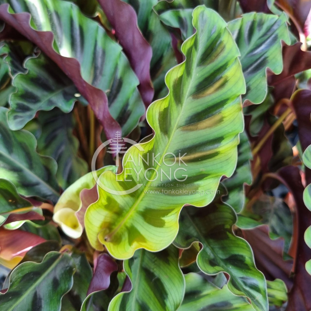 TKL - Calathea Gandersii Goeppertia Gandersii 锦绣竹芋 | Shopee Malaysia