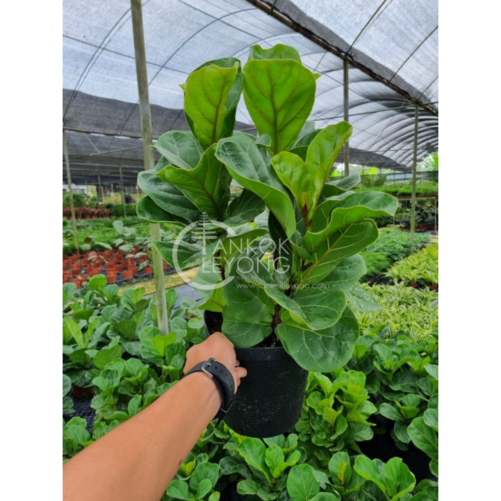 TKL - Big Size Ficus Lyrata Bambino 3 stems / multi-stems (Fiddle-Leaf ...