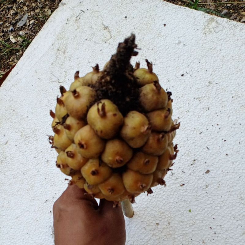 buah bunga kantan 1 tandan boleh dapat anak 3k ke 5k pokok | Shopee ...