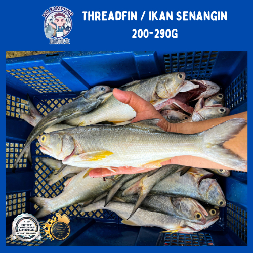 Threadfin / Ikan Senangin / 马友鱼 （200-290gm） | Shopee Malaysia