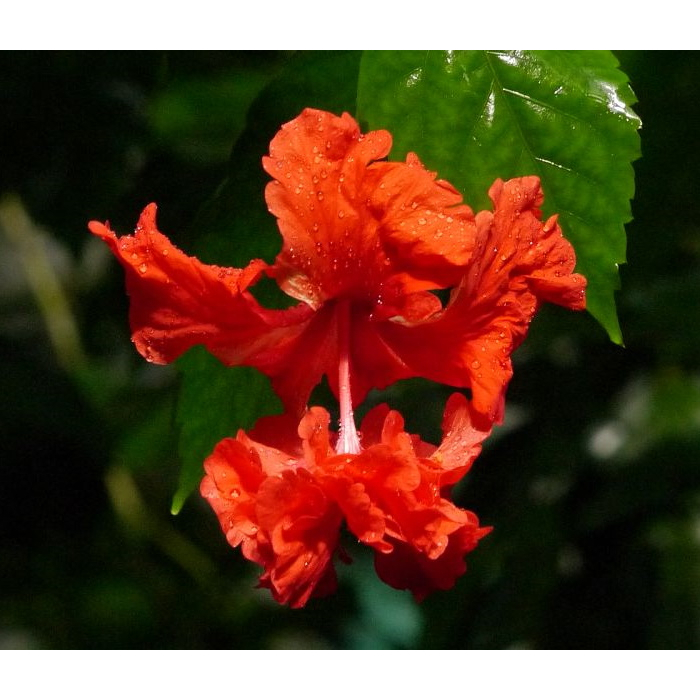 Anak Pokok Bunga Raya Pagoda Merah (Hibiscus Schizopetalus Red Pagoda ...