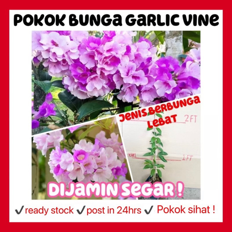 Rina • pokok bunga garlic vine • menjalar berbau wangi creeper outdoor ...