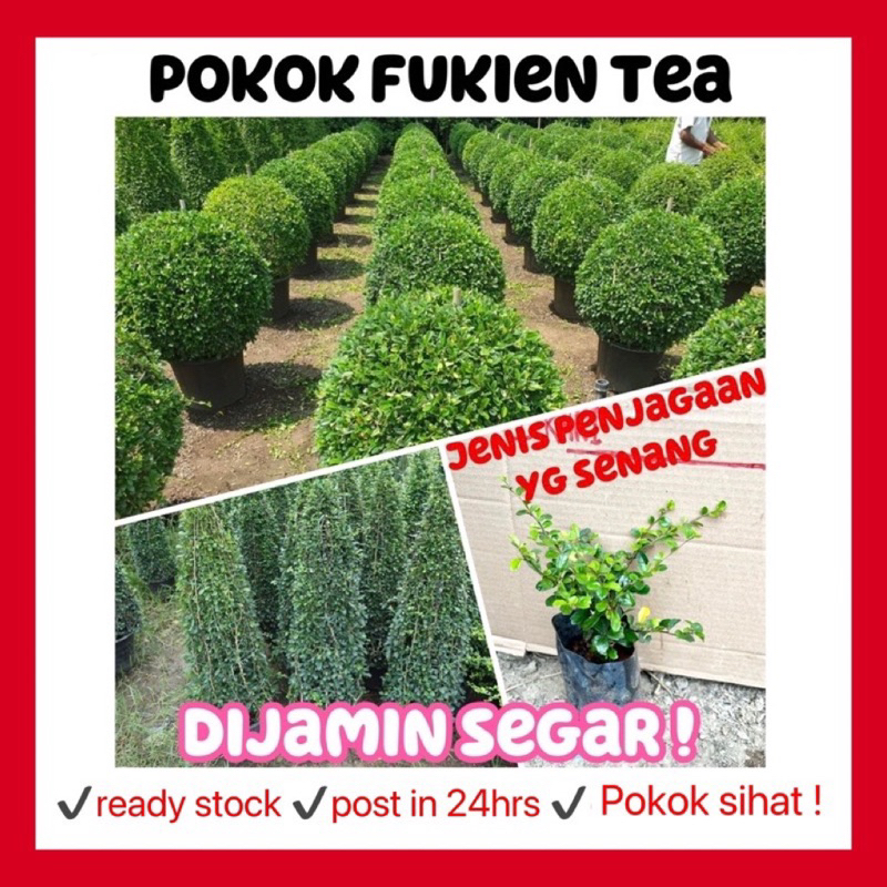 Rina • pokok Fukien tea • landscape bonsai carmona retusa tree ...