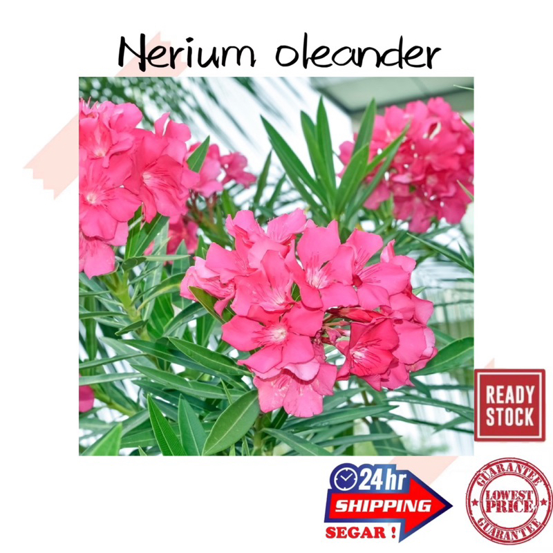 (GG real plant) nerium oleander red ^ pokok hidup hiasan rumah luar ...