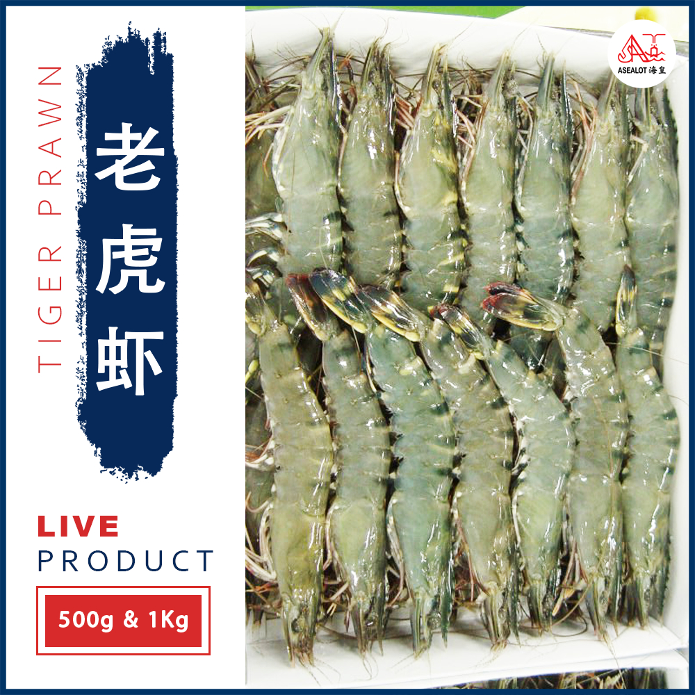 Live Tiger Prawn | Udang Harimau | 老虎虾 (SIZE=31/35±)(30PCS±/PKT ...