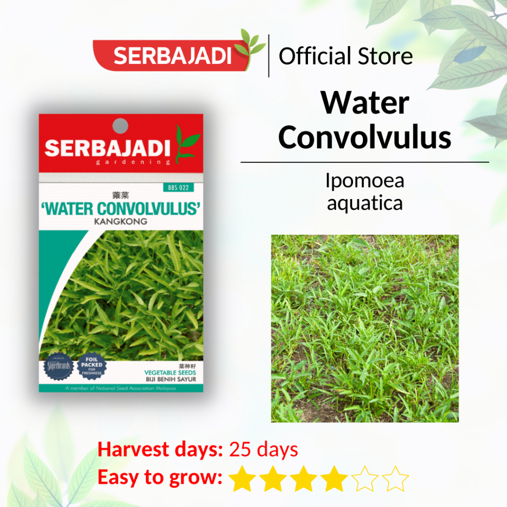 Serbajadi Vegetable Seed Water Spinach/ Biji Benih Sayur Kangkung ...