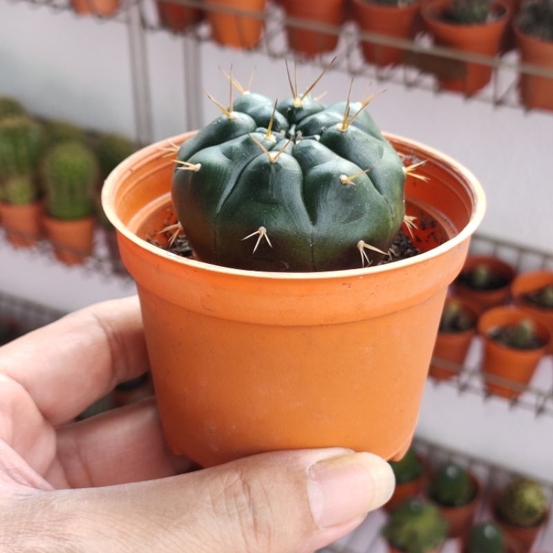 Recommended-Rare & Beautiful Succulent Plant-Seldom Seen-Gymnocalycium ...