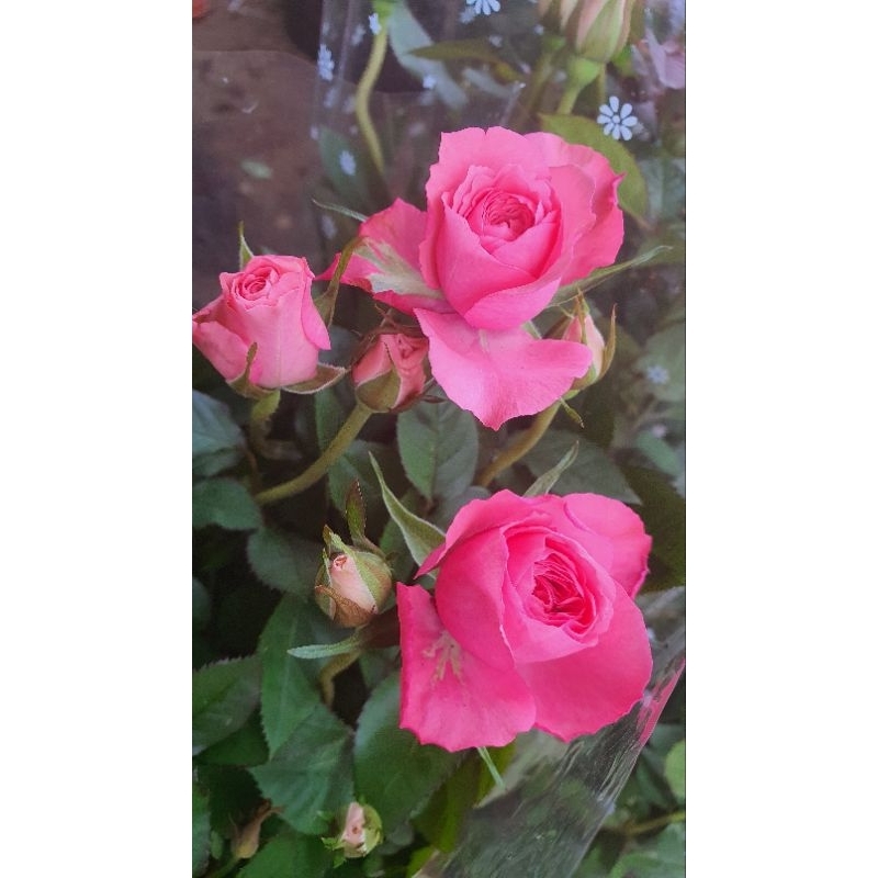 pokok Bunga Rose hybrid thai,pokok hidup. | Shopee Malaysia