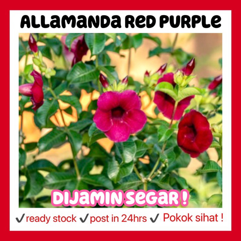 RINA • allamanda red purple • Brazilian red wine pokok hidup real live ...