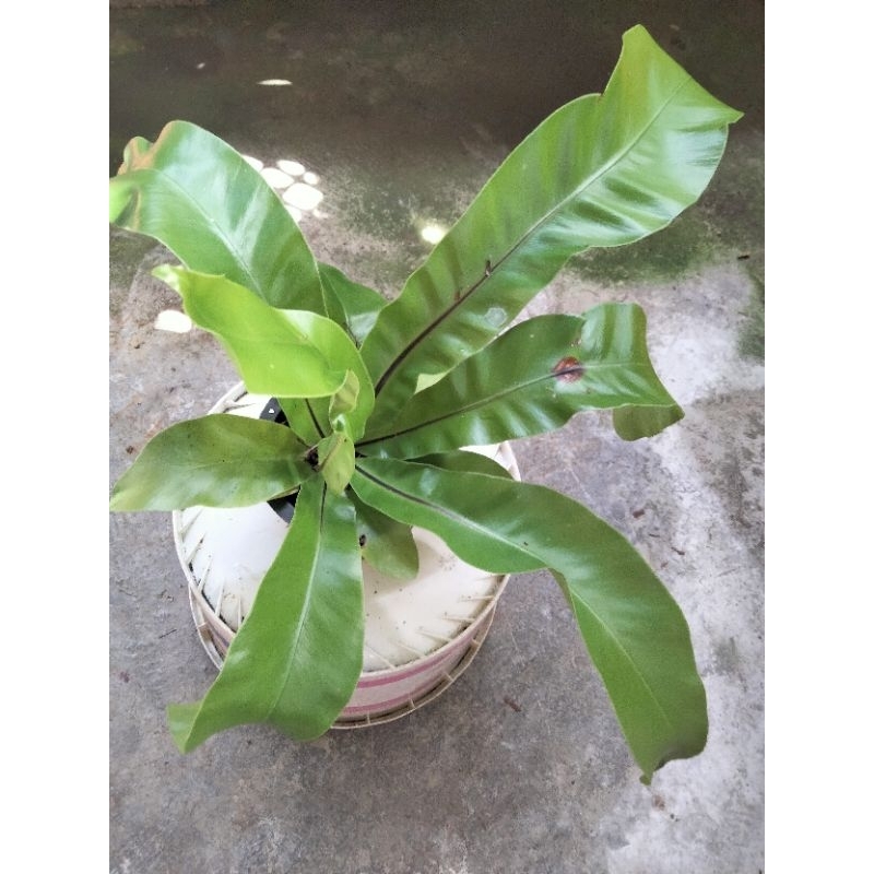 Pakis Hiasan (real plant) | Shopee Malaysia
