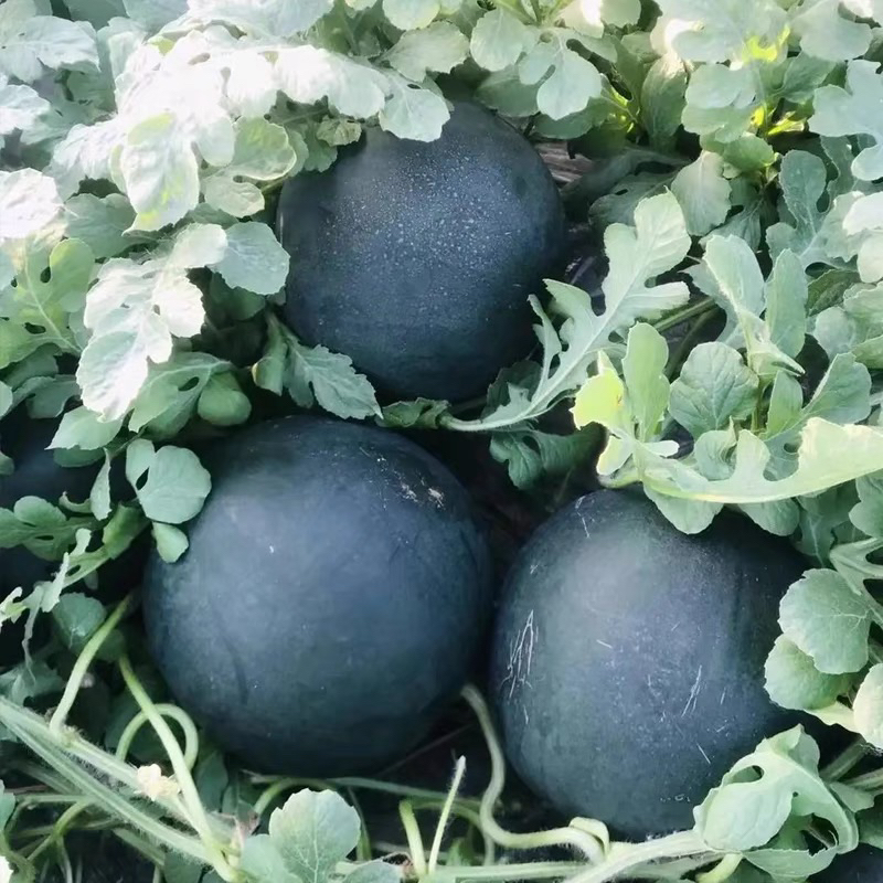 Rounded Black Sweet Watermelon 10seed / Benih Tembikai Bulat Kulit ...