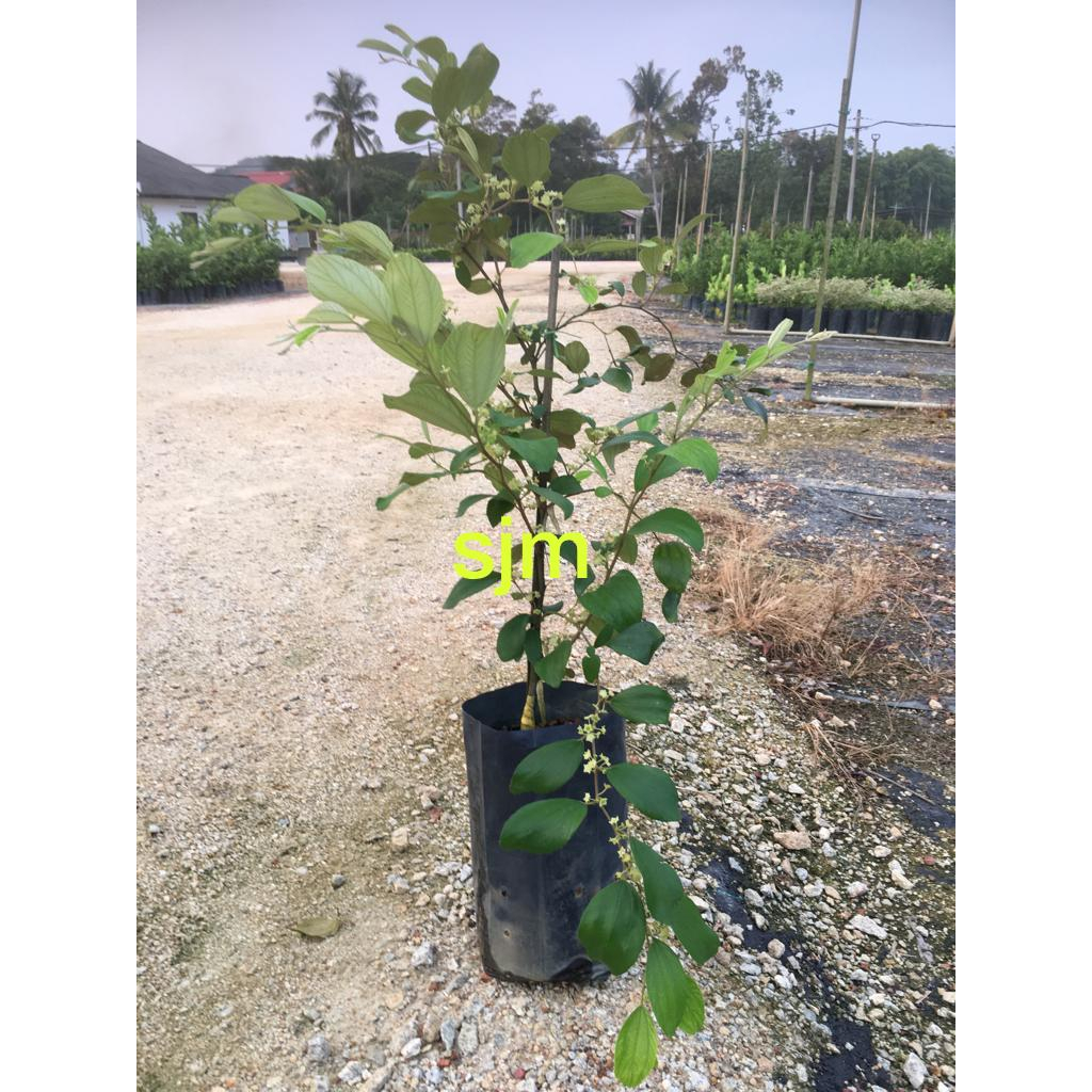 Anak Pokok Bidara Epal | 苹果枣树苗 | Real Live Plant | Shopee Malaysia