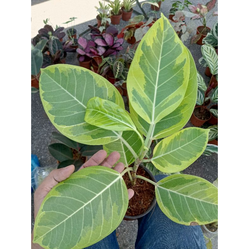 Pokok hiasan Ficus Altissima | Shopee Malaysia