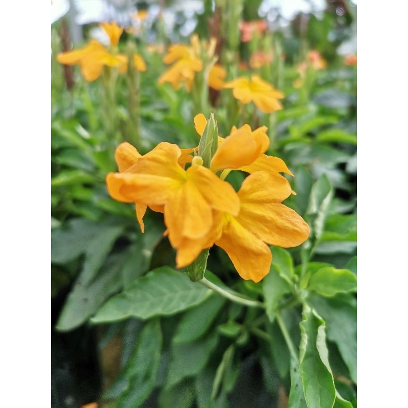 Happy Garden- Chalisa Crossandra (kuning) *out door | Shopee Malaysia