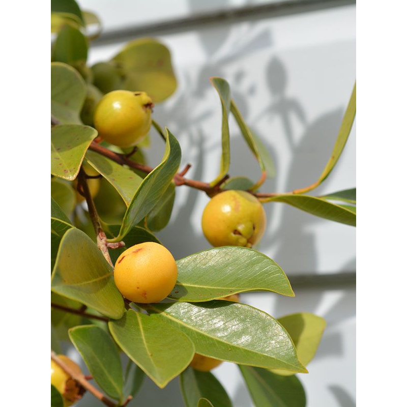 KKB Pokok Lemon Guava, Yellow Cherry Guava, Yellow Guava, Psidium ...