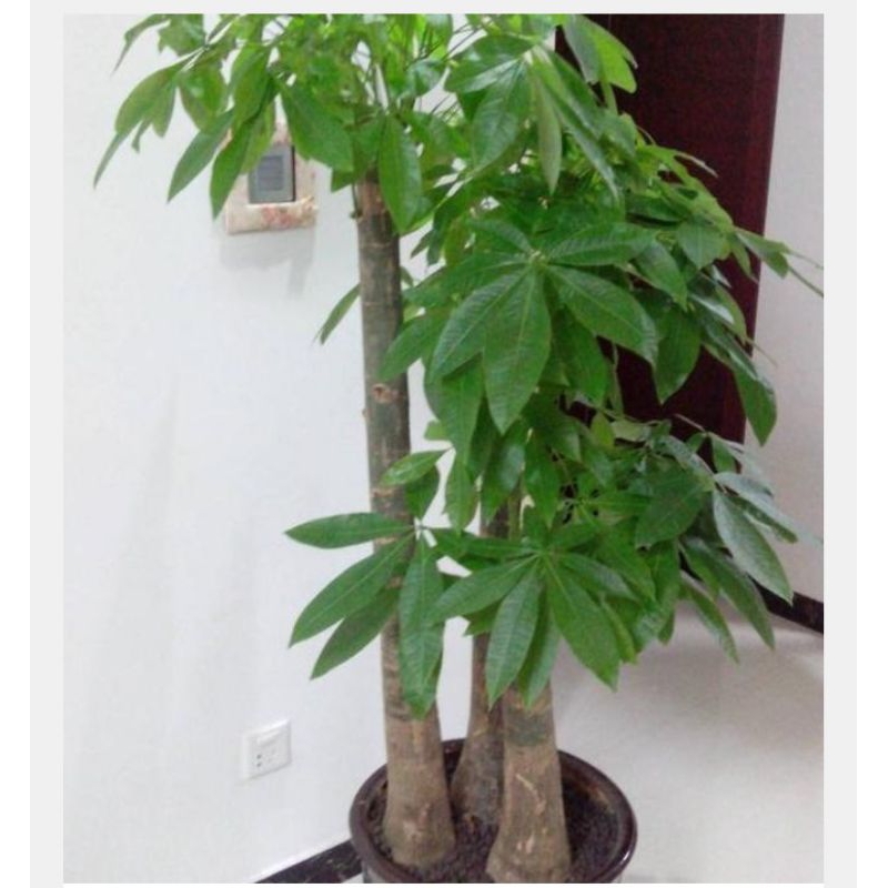 Pachira aquatica big long stems发财树大树枝keratan panjang Pachira | Shopee ...