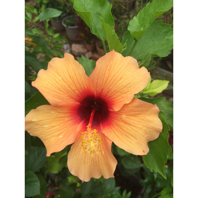 3 Keratan Pokok Bunga Raya Hibiscus Warna Oren | Shopee Malaysia