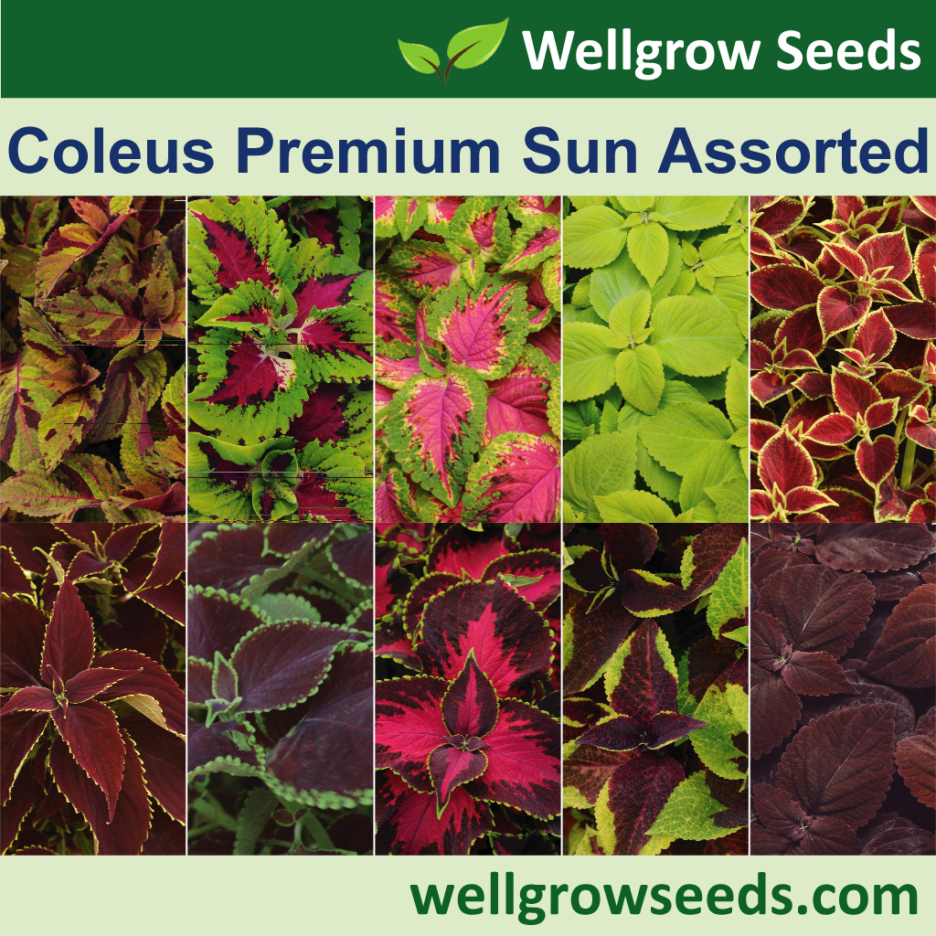 Coleus Premium Sun Assorted (100sds) 彩叶草：独特太阳系列 Flower Seeds Wellgrow ...