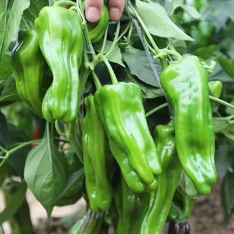 Thin Skin Green Chilli Pepper -15seed |薄皮辣椒种子 | Shopee Malaysia