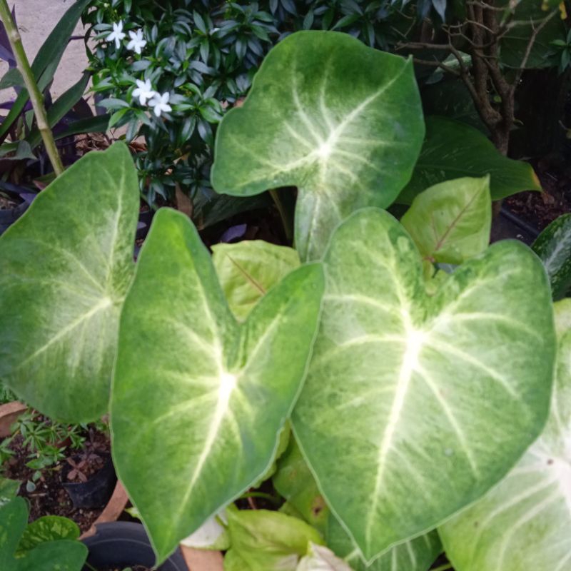 Hard leaf Caladium live plant /anak pokok keladi daun keras | Shopee ...