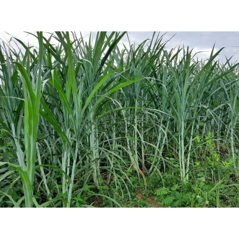 BENIH NAPIER ZANZIBAR 1KG RM3.60 / RUMPUT / TERNAKAN | Shopee Malaysia
