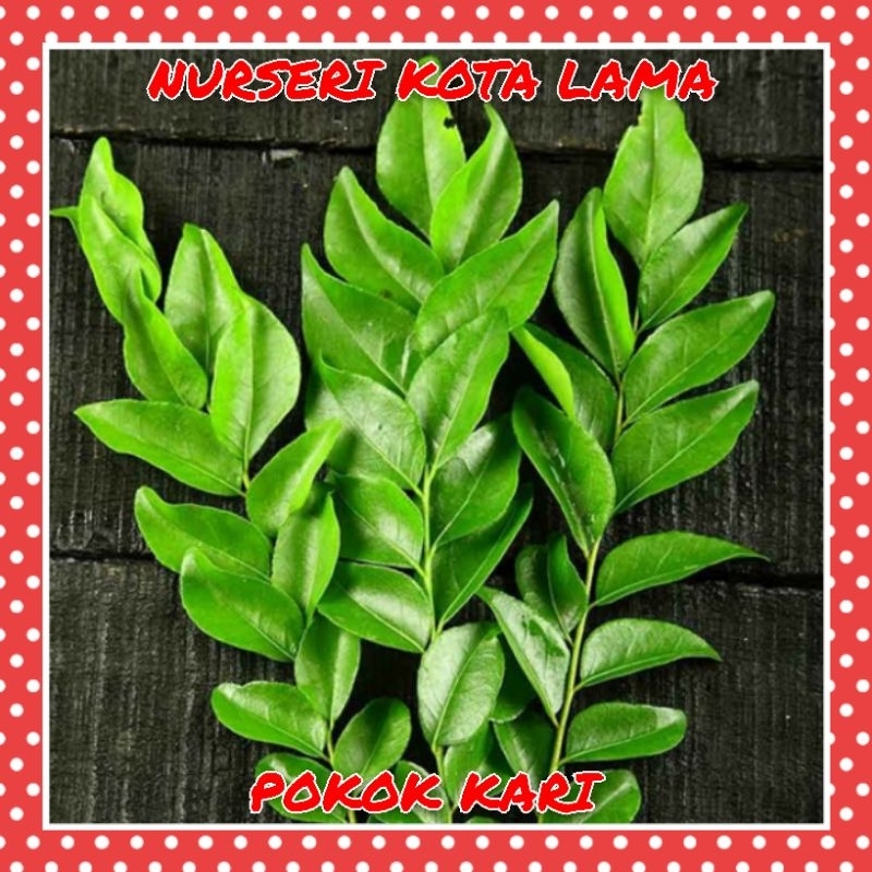 🔥HERB🔥 POKOK DAUN KARI URAT MERAH / Curry Leaf Tree / Sweet Neem ...