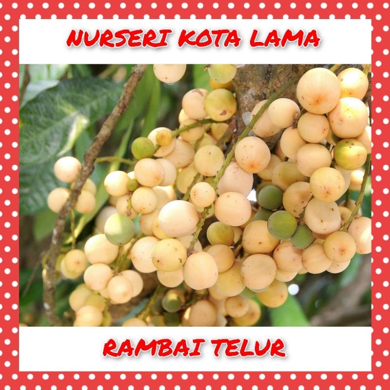 🔥HYBRID🔥 POKOK RAMBAI TELUR / Rambi Tree / Baccaurea Motleyana / Live ...