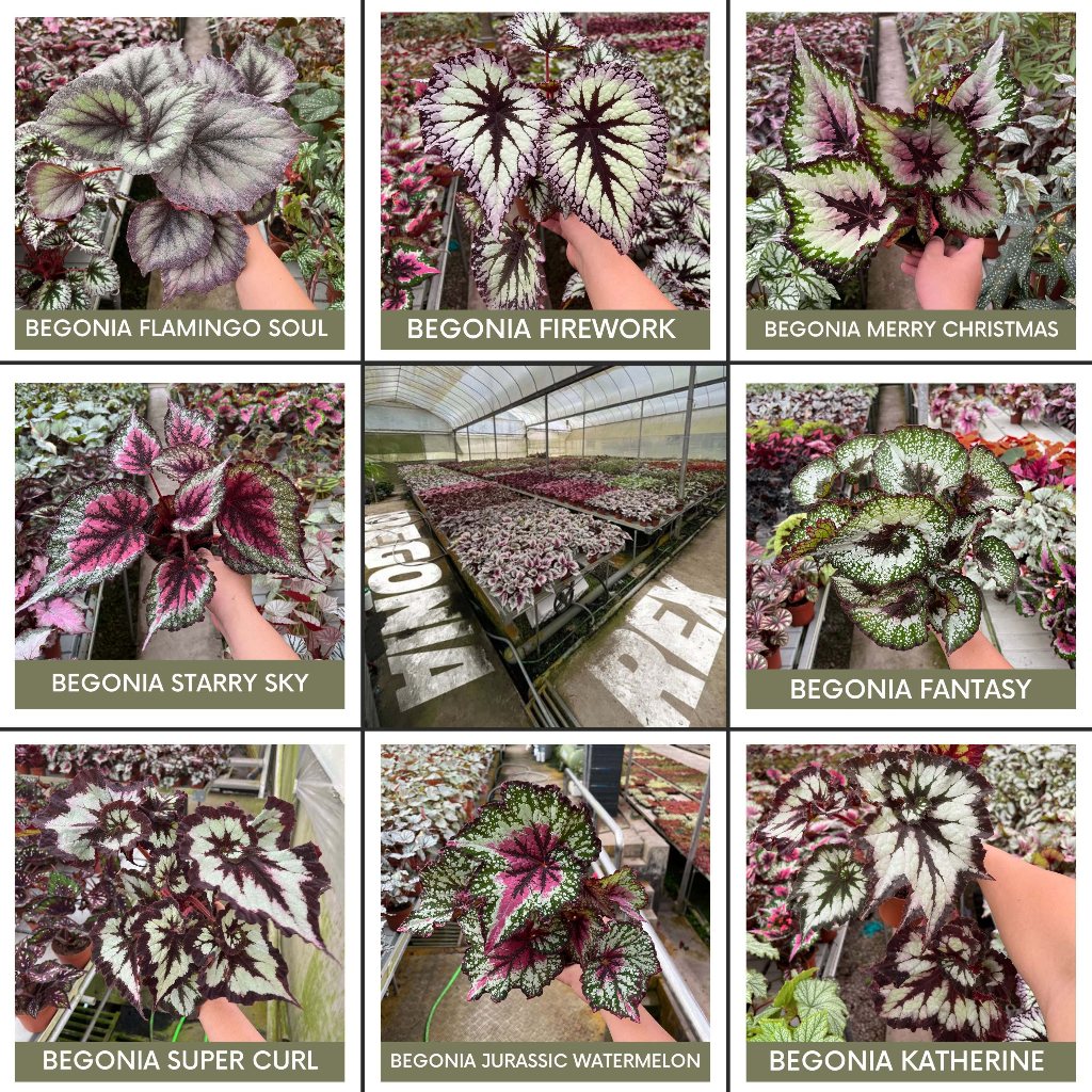 【UnclePot】Begonia Rex Pot set 5 秋海棠(2seed1pot) (Live plants)(indoor ...