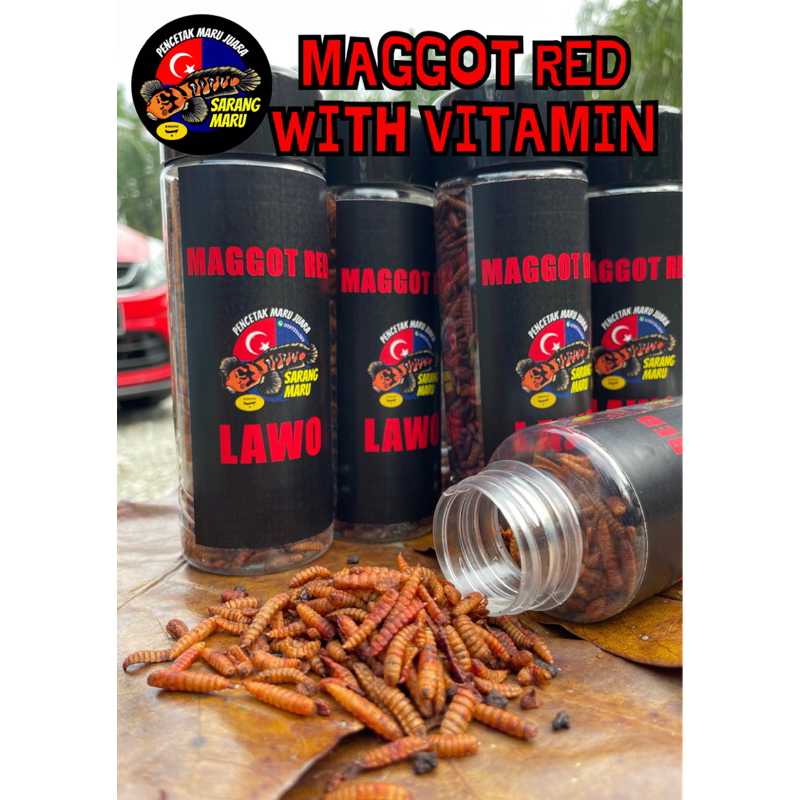 Maggot Red LAWO Sarang Maru Best Product For Channa Maru | Shopee Malaysia