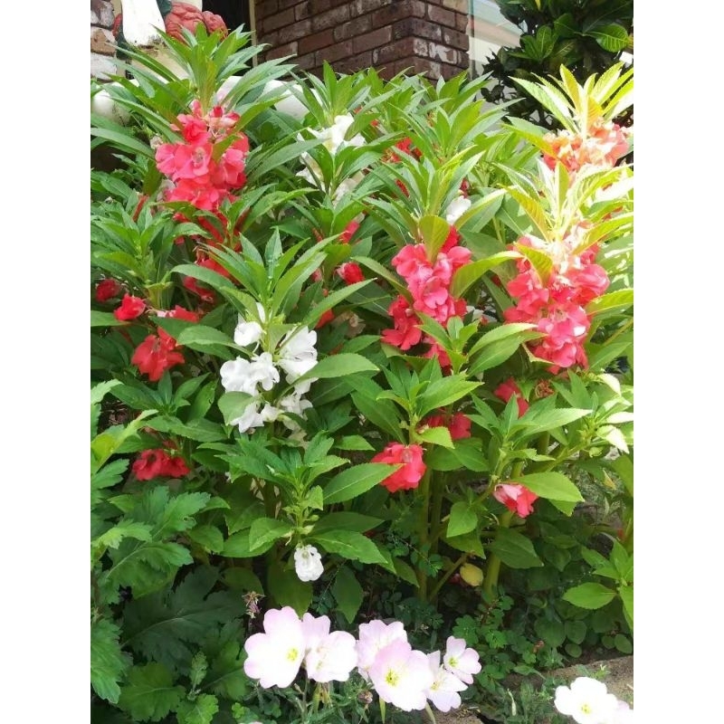 🌺10 Biji Benih🌺Mix Colour Bunga Keembong 七彩凤仙花种子 | Shopee Malaysia