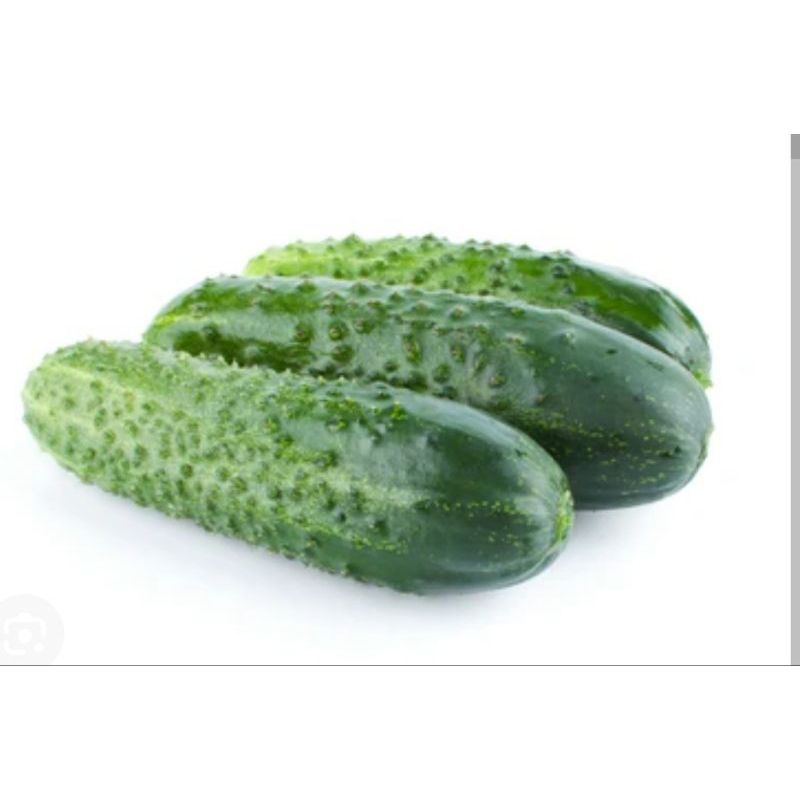 5 biji benih TIMUN mini SPINEY cucumber sesuai buat ulam dan jeruk ...
