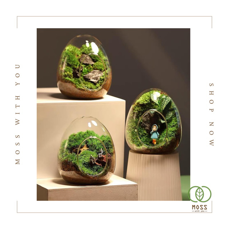 Egg-shaped glass Vase Hydroponic Micro Landscape Glass Moss Decoration ...