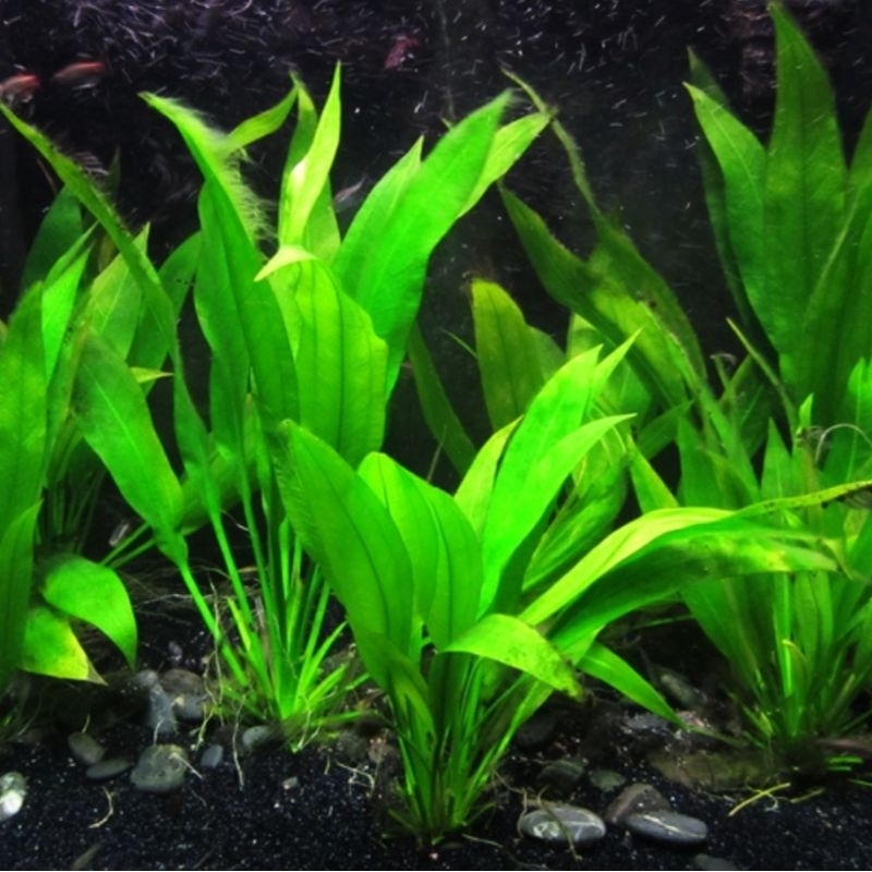 Echinodorus Amazonicus/ Amazon Sword plant | Shopee Malaysia