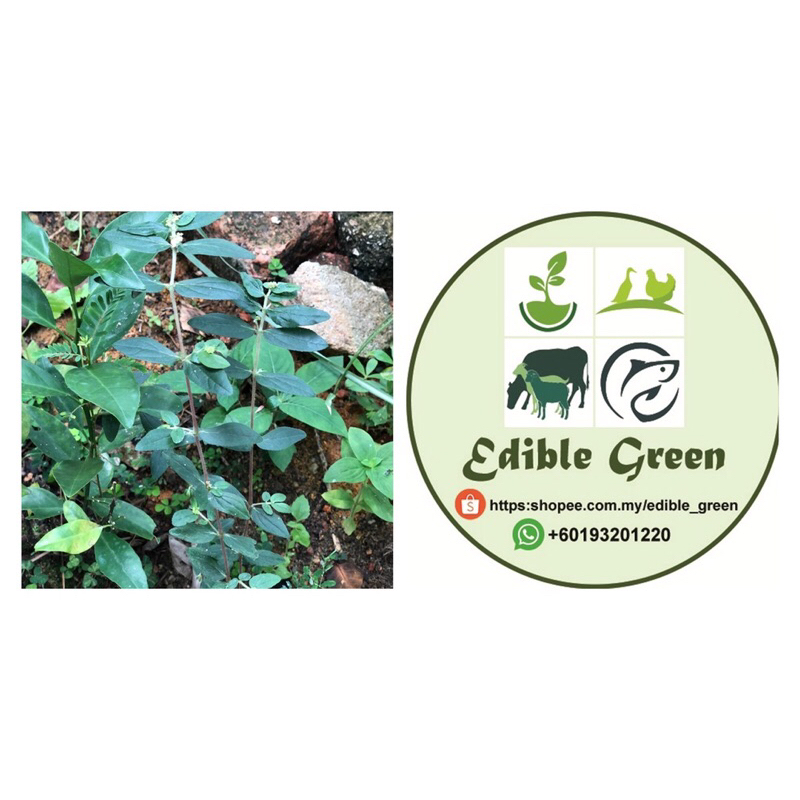 1 x Pokok Ara Tanah, Gelang Susu, Susu Nabi, Ambin Jantan, Keremek Susu ...