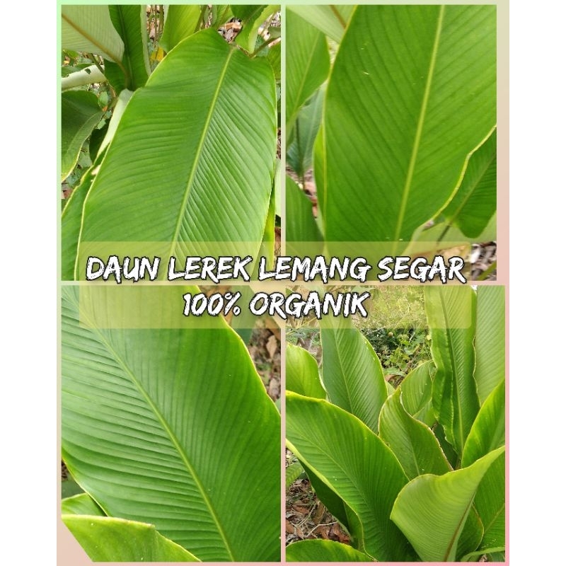 Daun Lerek Lemang (10 pcs) | Shopee Malaysia