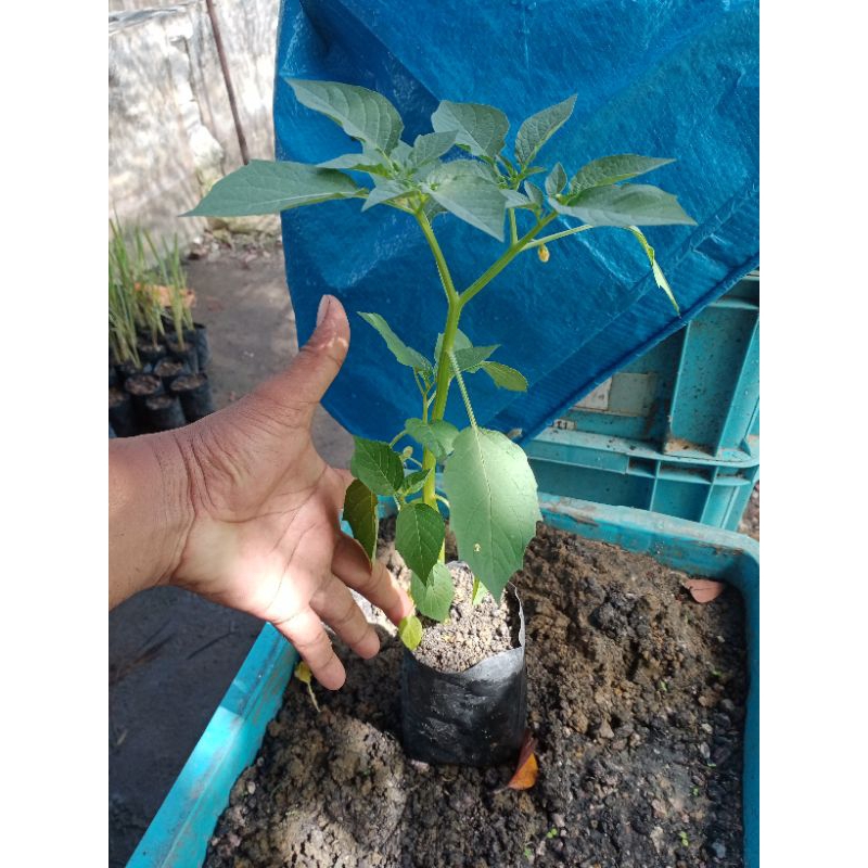 pokok letup letup ( ciplukan ) | Shopee Malaysia