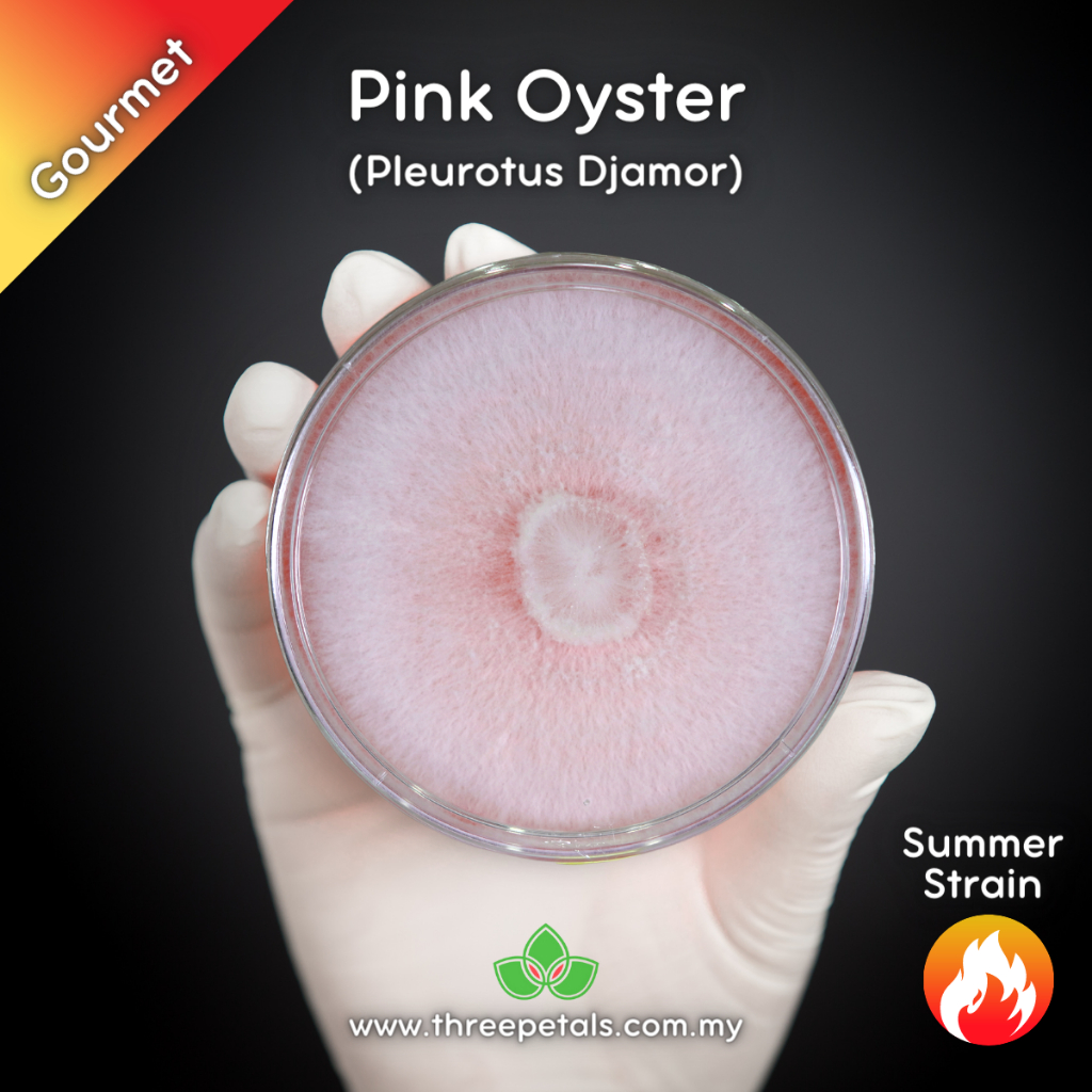 Pink Oyster (Pleurotus Djamor) Live Mycelium Mushroom Culture Spawn ...