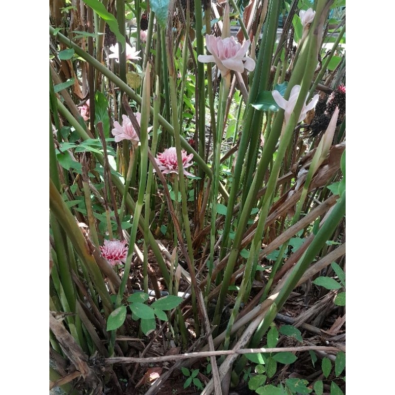 Anak pokok bunga kantan pink | Shopee Malaysia