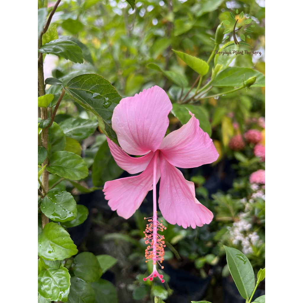 Berjaya Plant Nursery - Bunga Raya/Hibiscus(Pokok Bunga Hidup/Pokok ...