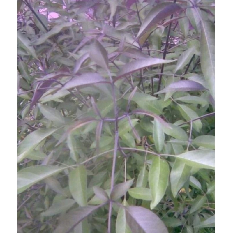 ANAK POKOK LEMUNI HITAM | Shopee Malaysia