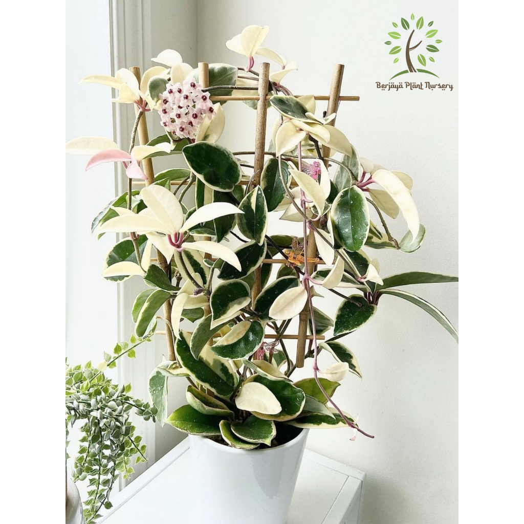 Berjaya Plant Nursery - Hoya Crimson Queen(Pokok Bunga Hidup/Pokok ...