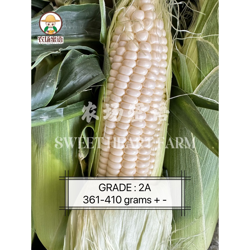 2A | 3A (6 PCS)Hokkaido White sweet Corn | jagung susu manis | 💯Cameron ...